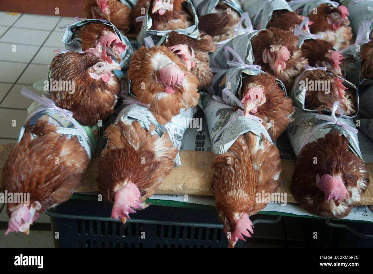 Live trussed chickens for sale in the Central market at Sibu, Sarawak ...