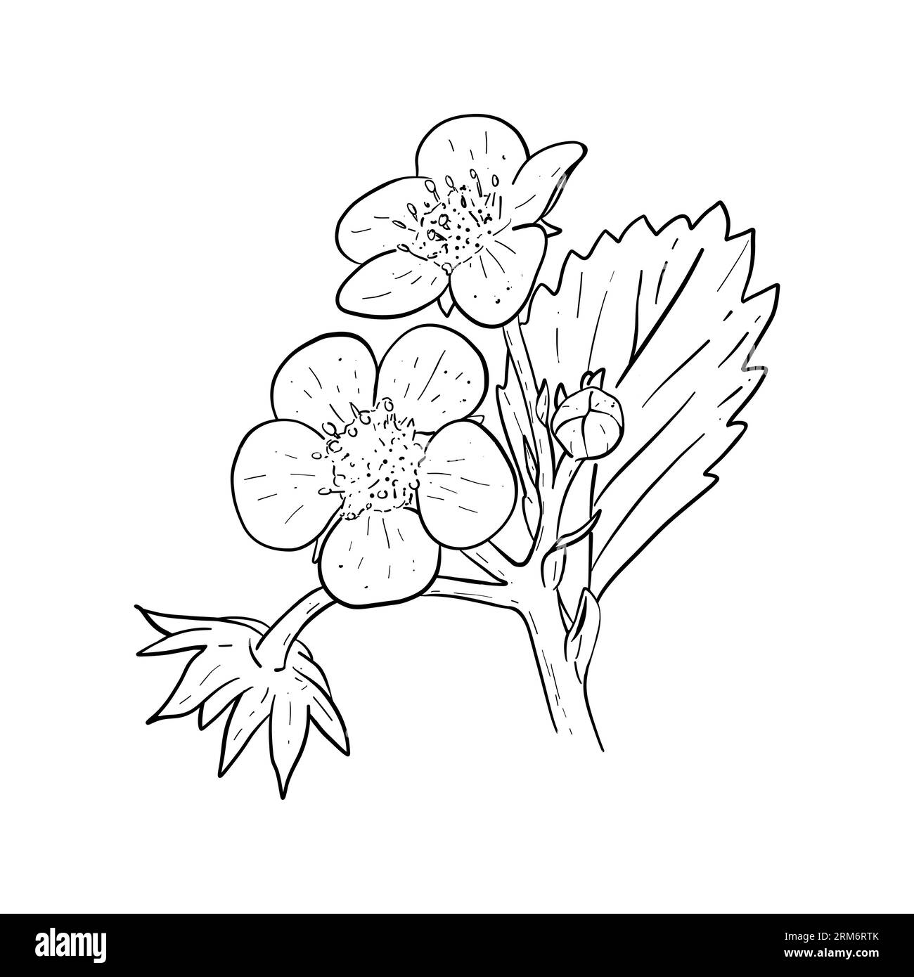 Vector floral elements of strawberry flowers and leaves. Outline hand ...