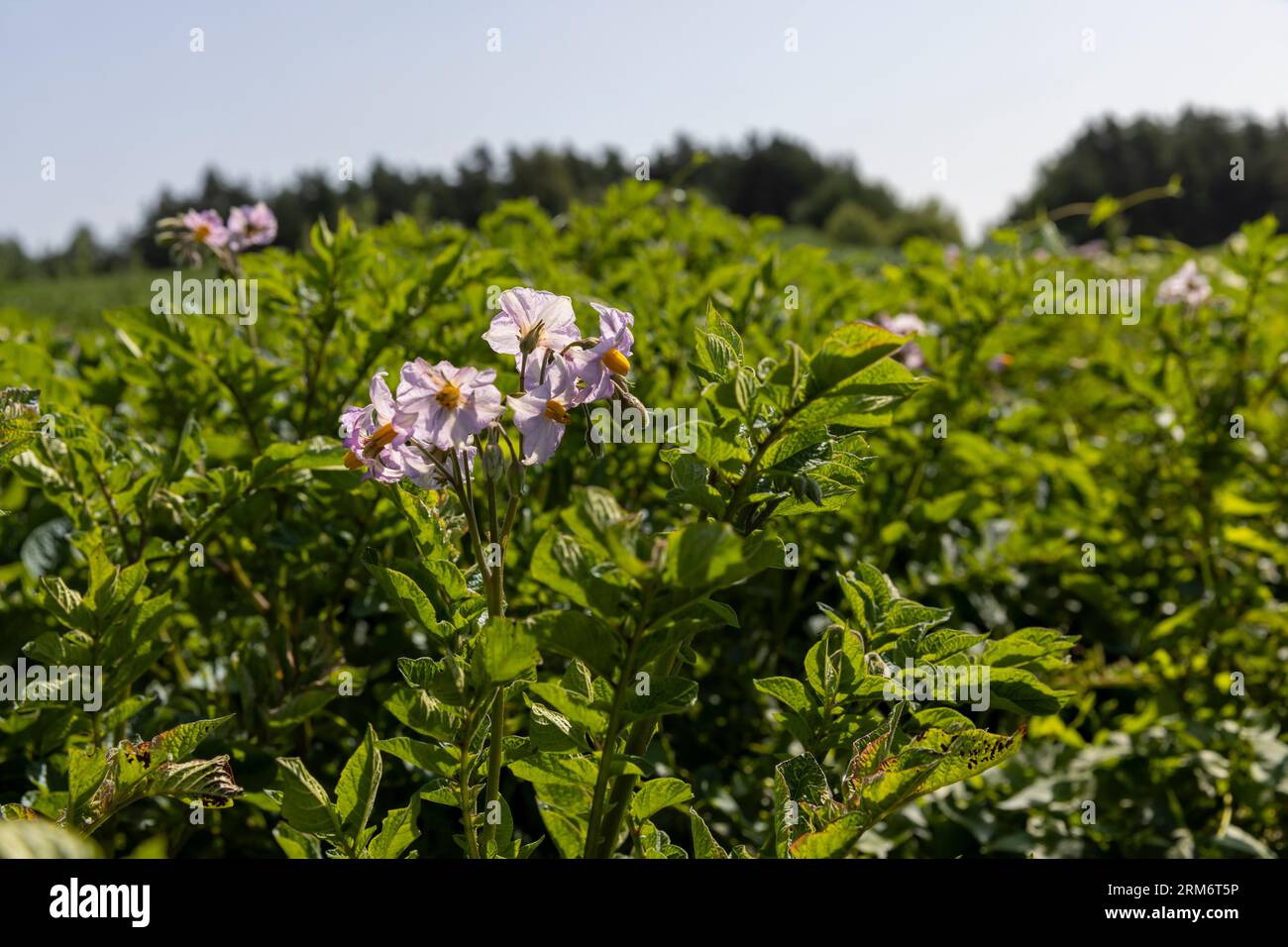 Young potato bushes in garden hi-res stock photography and images - Alamy