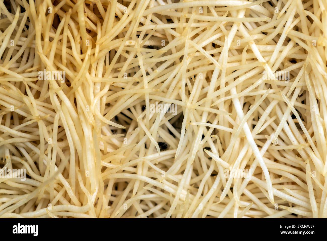 A large number of pea roots are light yellow in color, the thin root ...