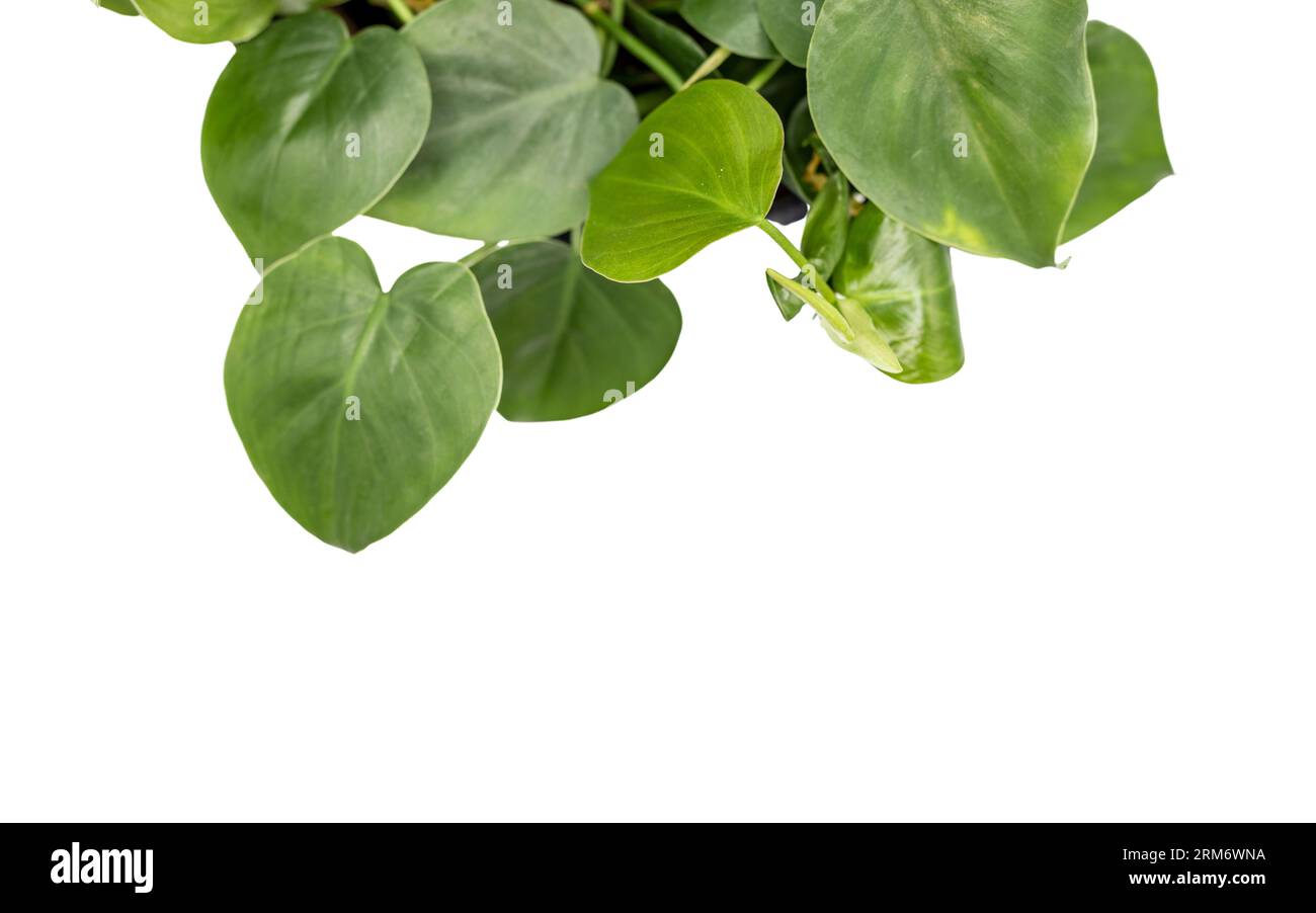 Heart shape leaves philodendron hanging plant on white background with ...