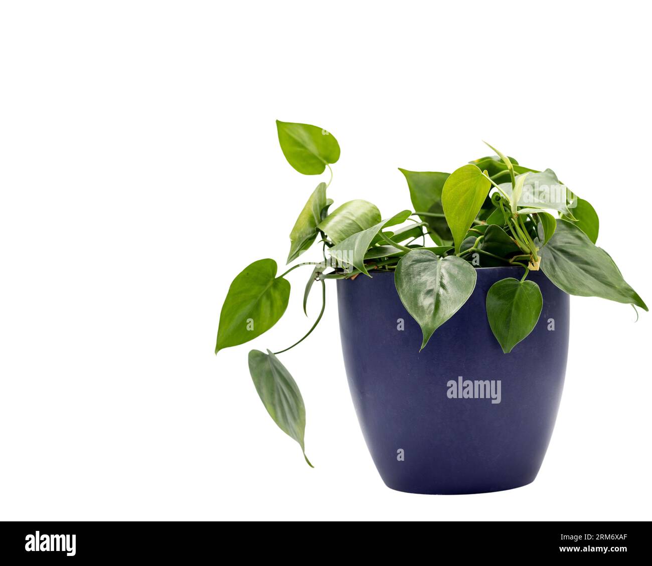 Creeper plant in garden Cut Out Stock Images & Pictures - Alamy