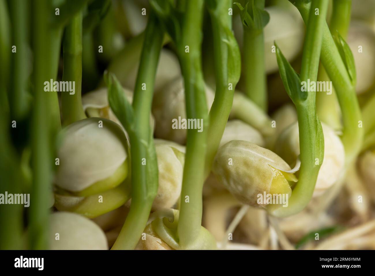 A large number of pea roots are light yellow in color, the thin root ...