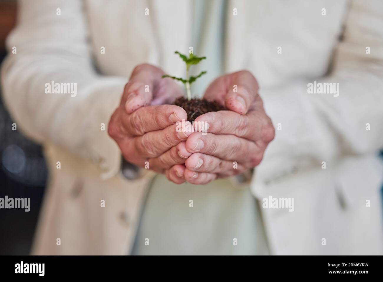 Earth day, plants and hands of professional person with business growth ...