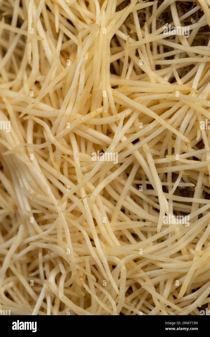 A large number of pea roots are light yellow in color, the thin root ...