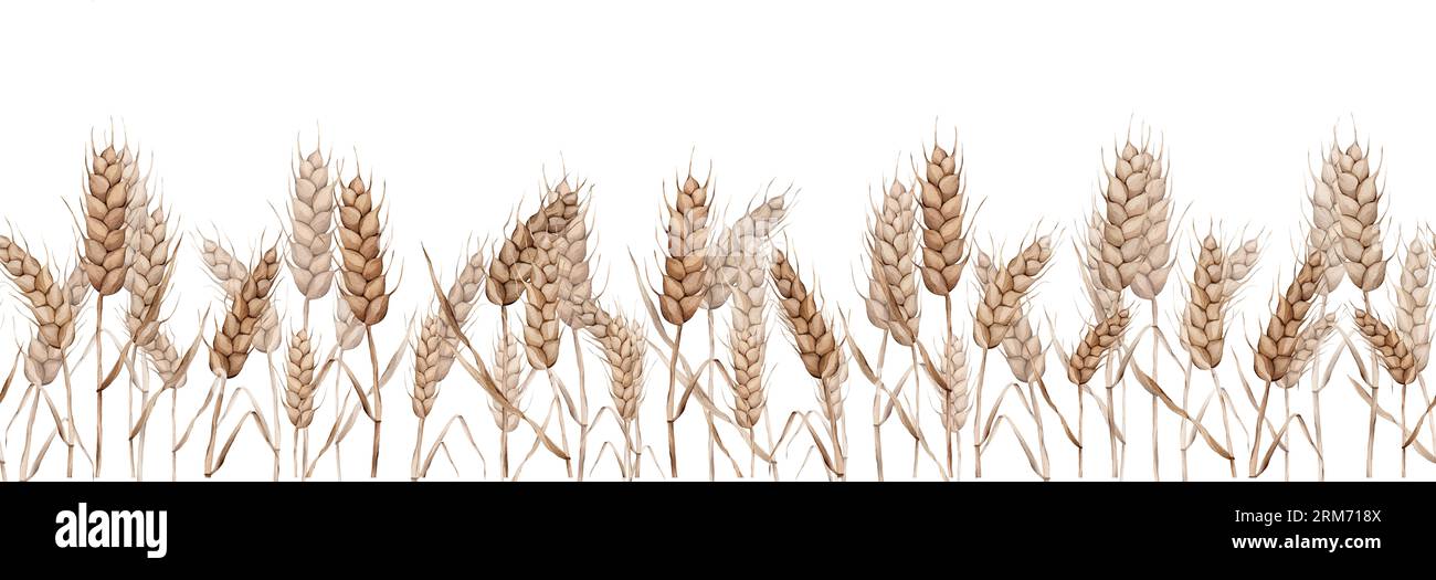 Seamless border of Ears of wheat. Autumn harvest, crops. Watercolor ...
