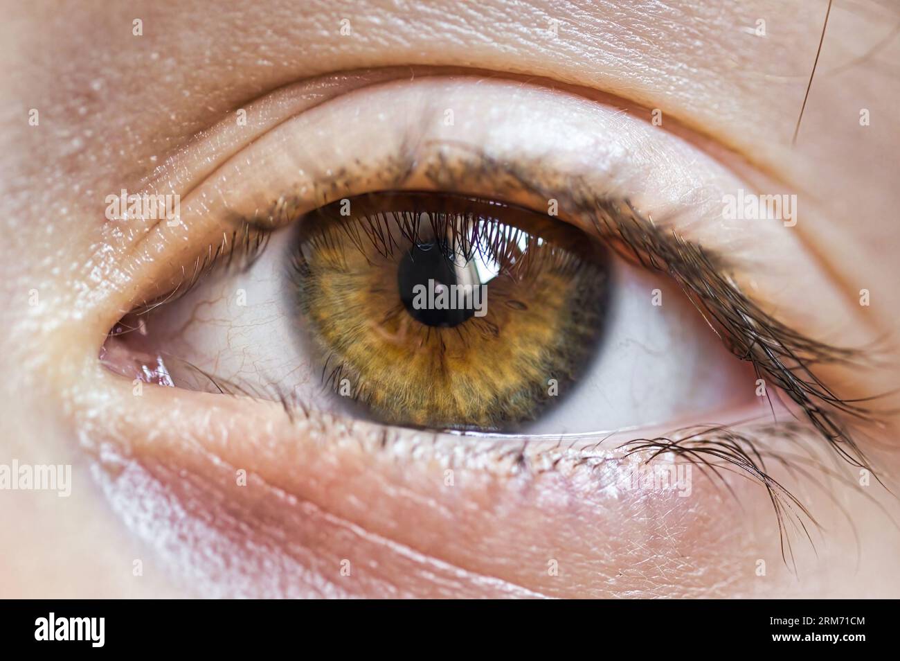 Extreme macro detailed closeup of a human eye with a light brown and ...