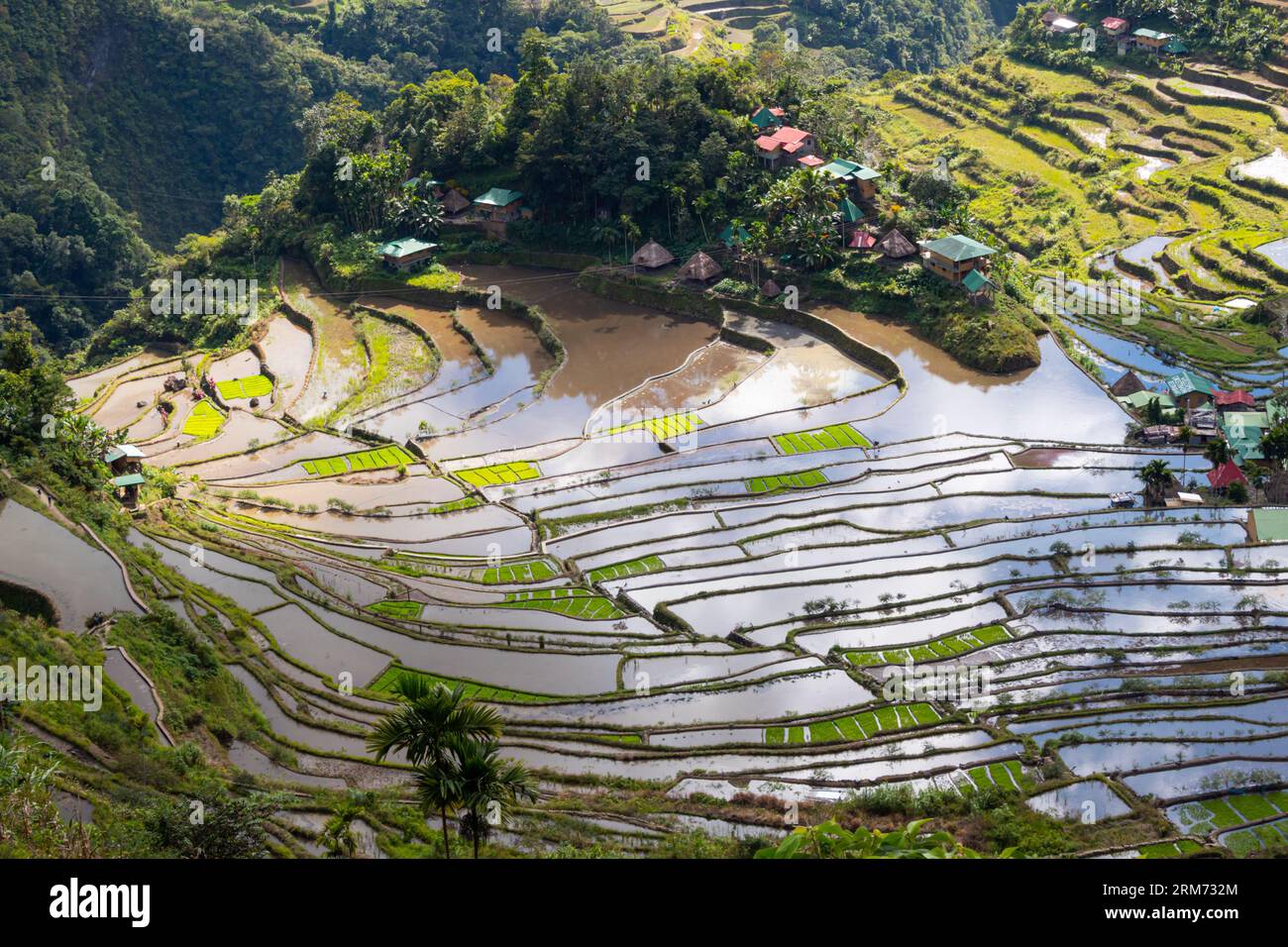 Close up on the valley with 2 000 years old rice terraces in the Batad ...