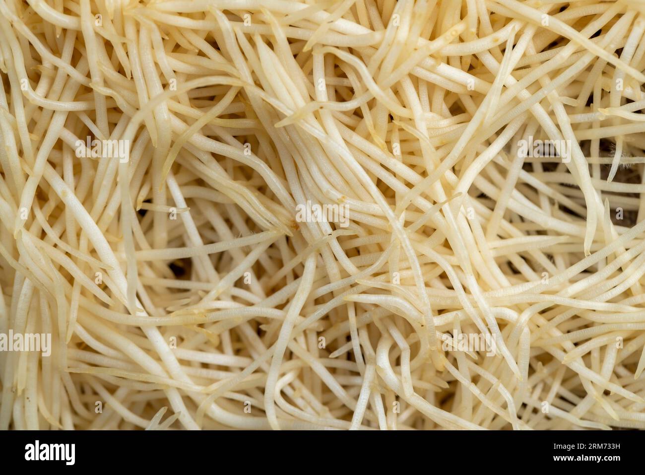 A large number of pea roots are light yellow in color, the thin root ...