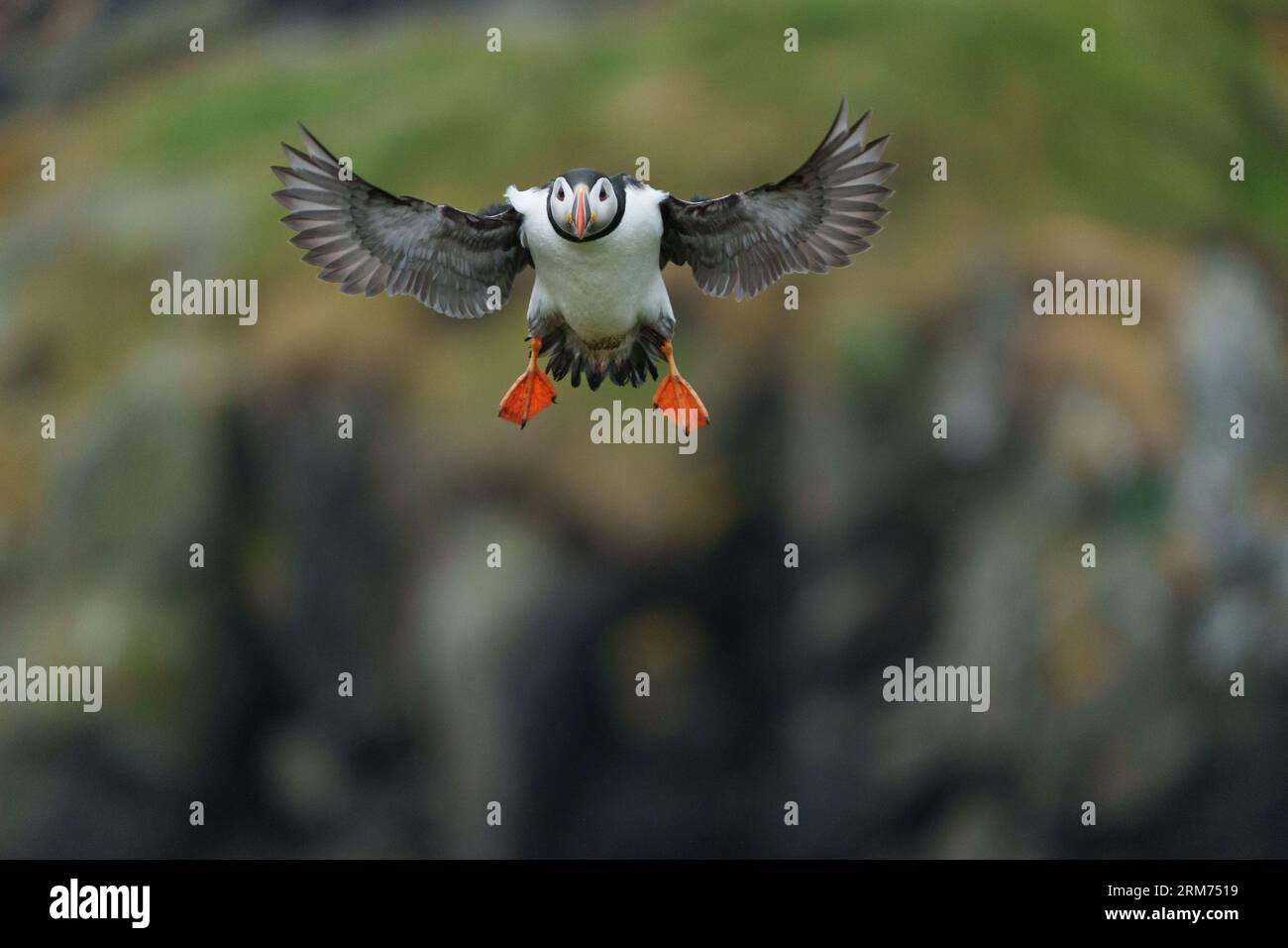 Puffin in flight about to land on cliff, Eastfjords, Iceland Stock ...