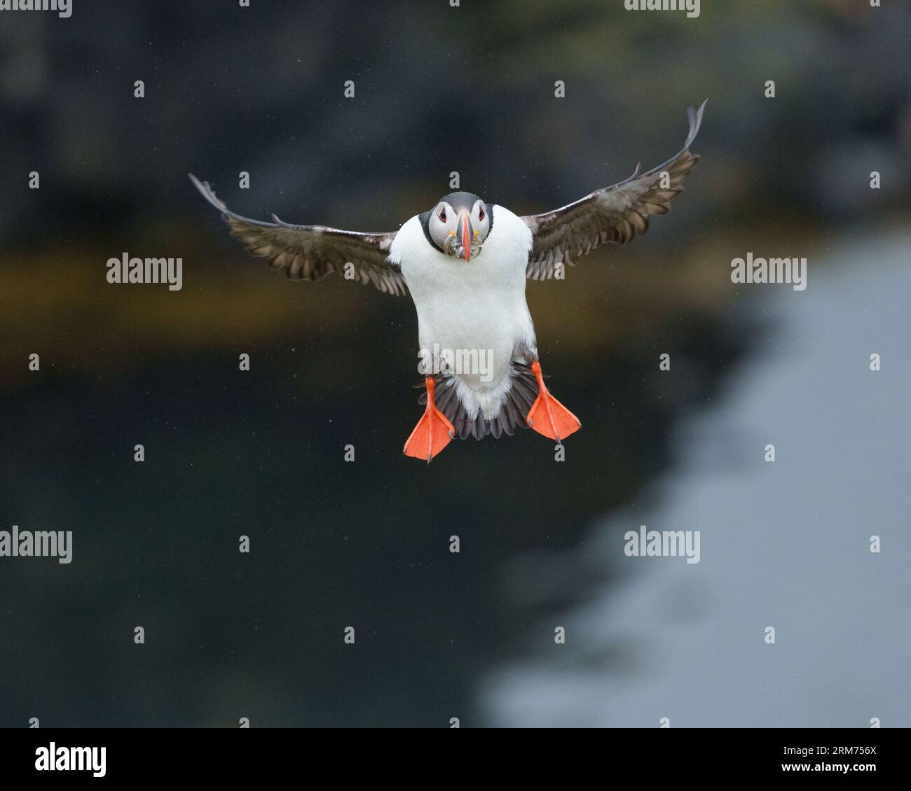 Puffin in flight with sand eels in beak Eastfjords, Iceland Stock Photo ...