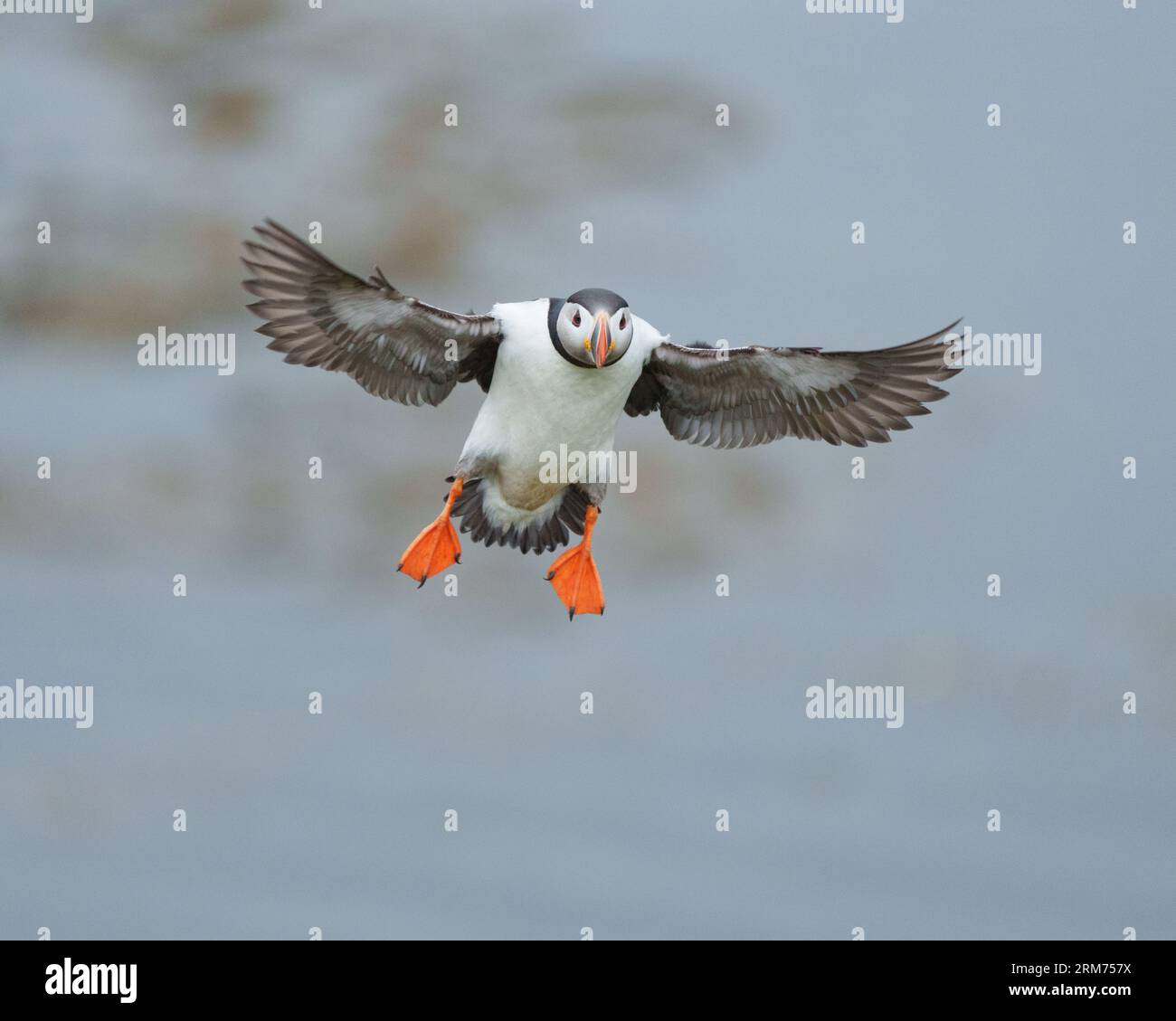 Puffin in flight about to land on cliff, Eastfjords, Iceland Stock ...