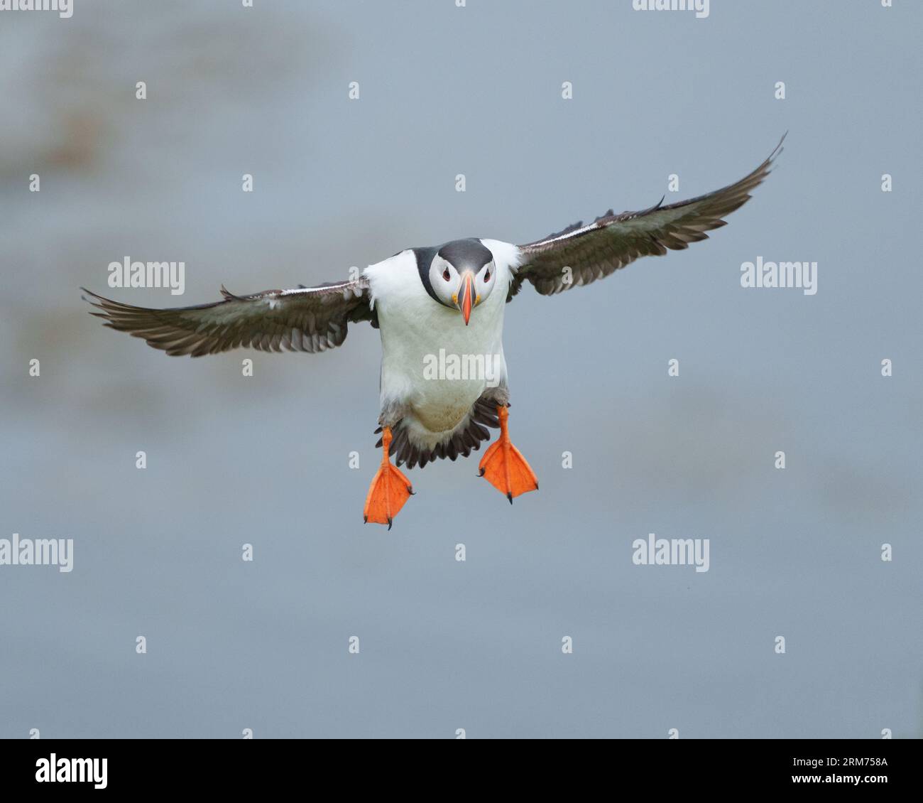 Puffin in flight about to land on cliff, Eastfjords, Iceland Stock ...