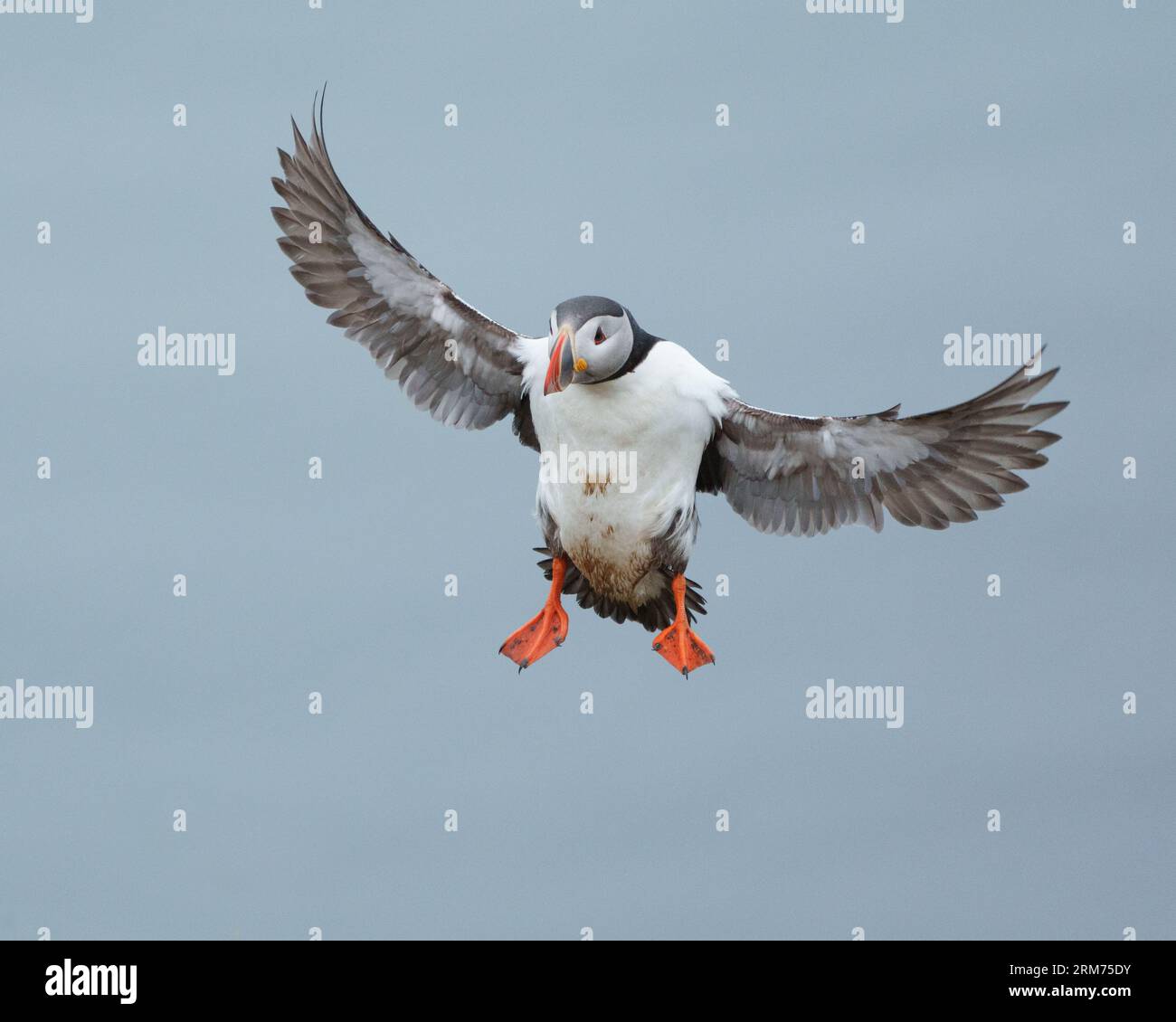 Eastfjords iceland puffin hi-res stock photography and images - Alamy