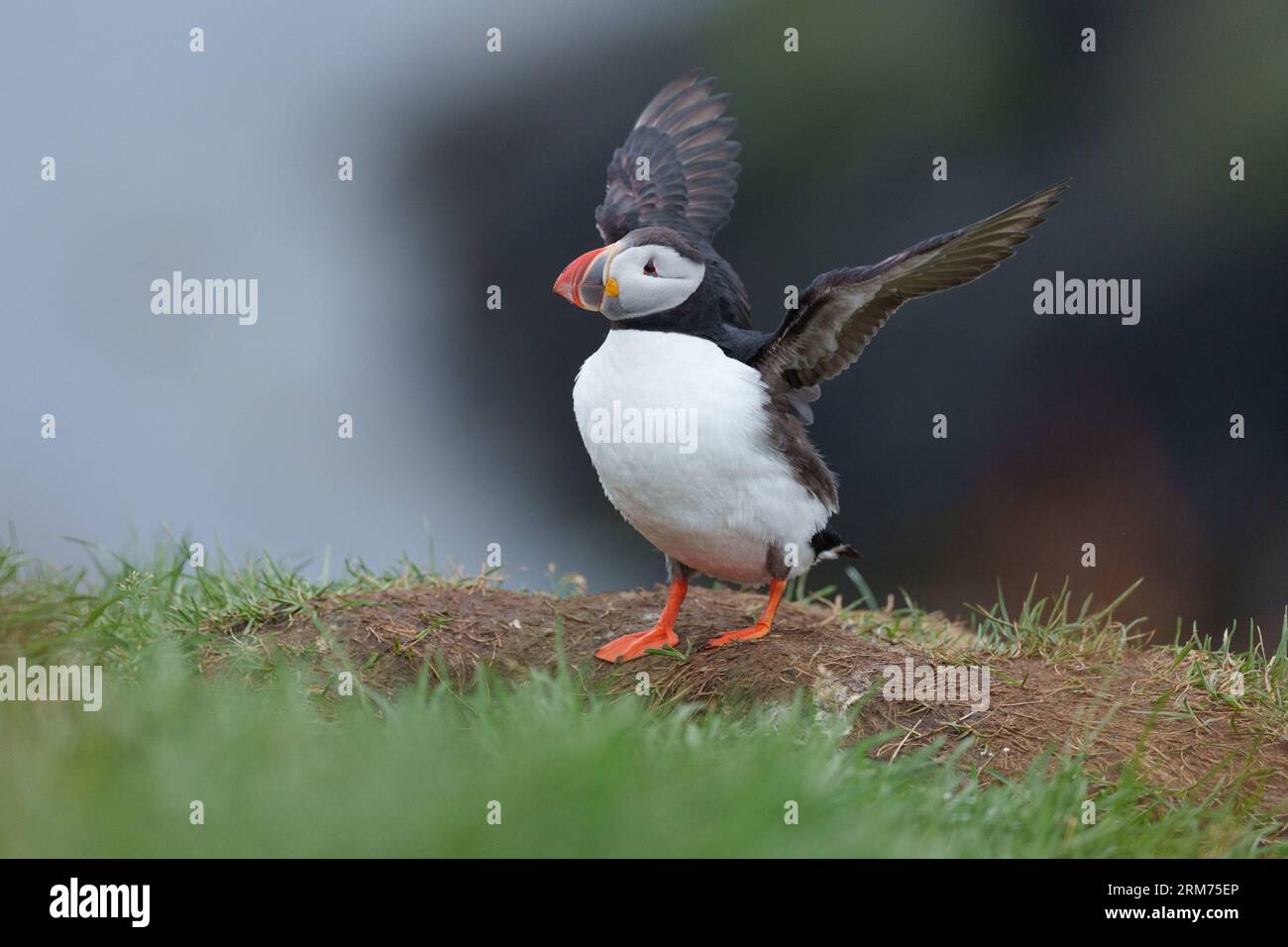 Eastfjords iceland puffin hi-res stock photography and images - Alamy