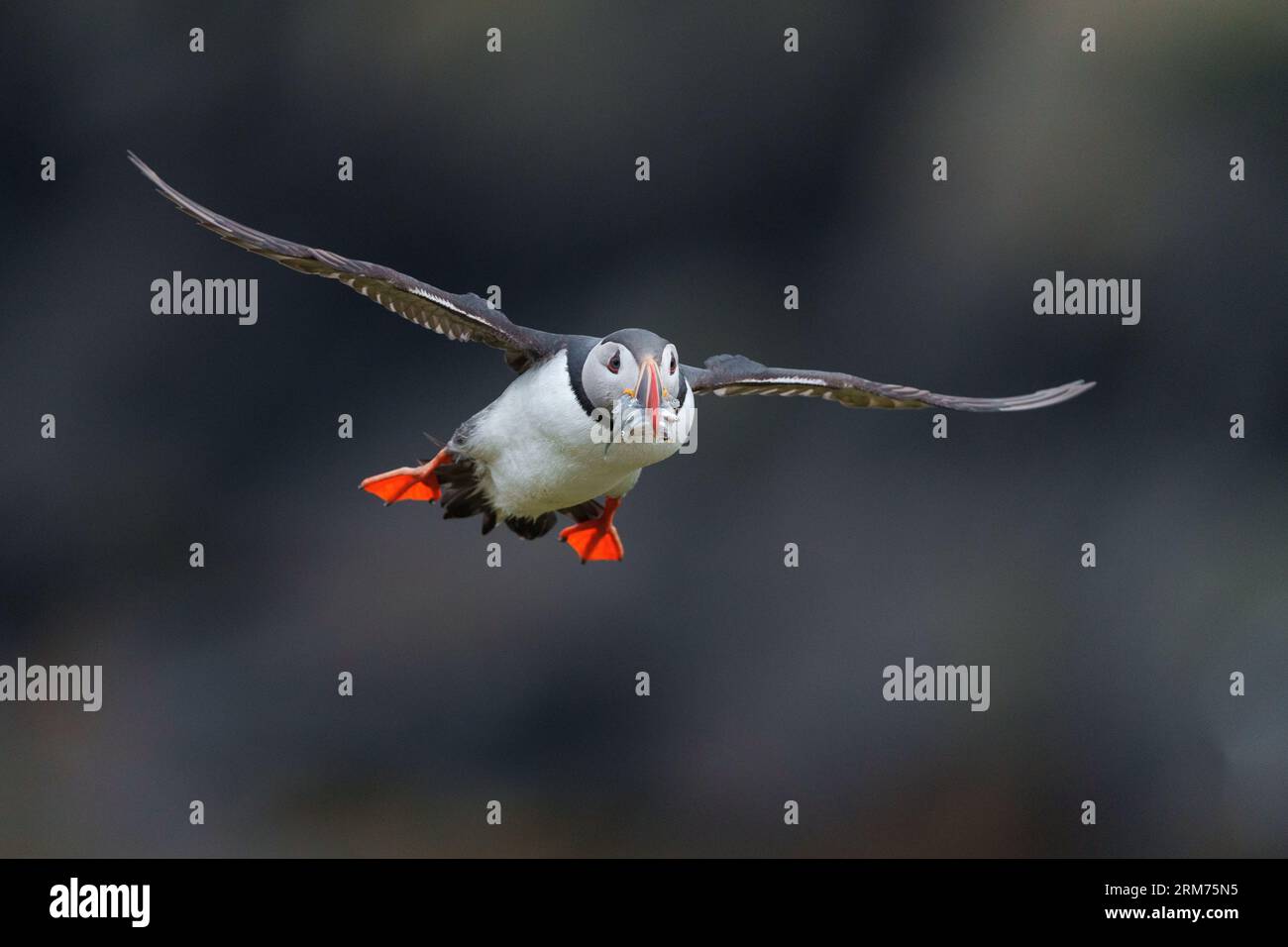 Puffin in flight with sand eels in beak Eastfjords, Iceland Stock Photo ...