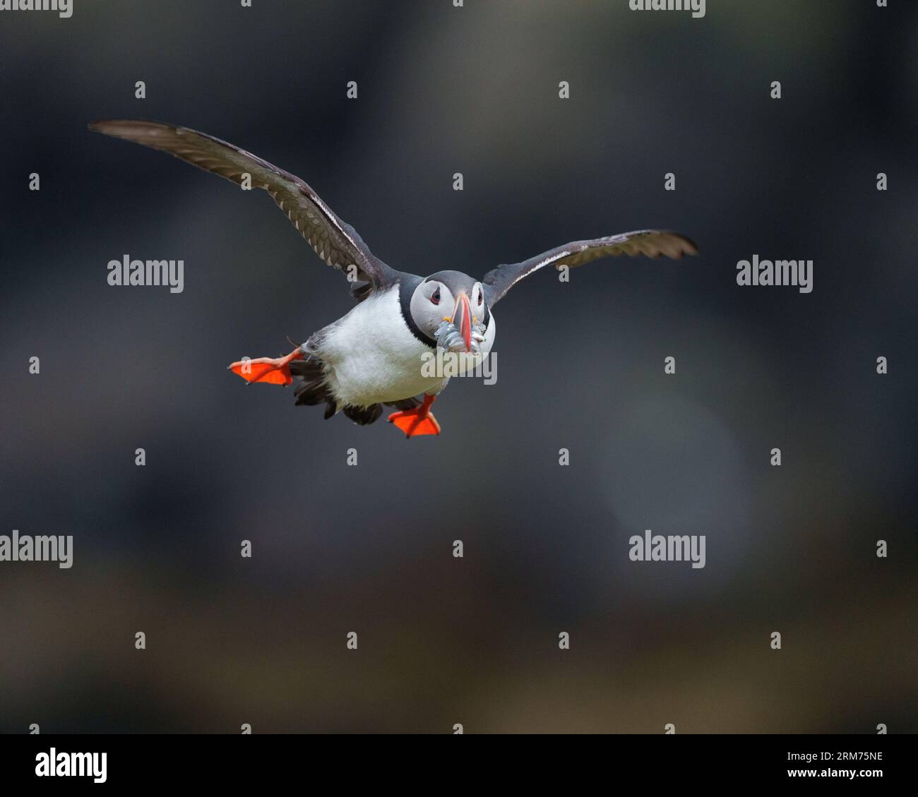 Puffin in flight with sand eels in beak Eastfjords, Iceland Stock Photo ...