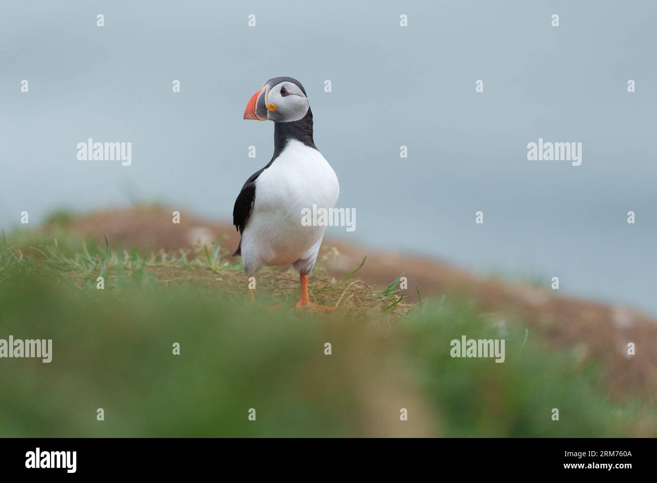 Puffins at a large colony, Eastfjords, Iceland, 2023 Stock Photo - Alamy