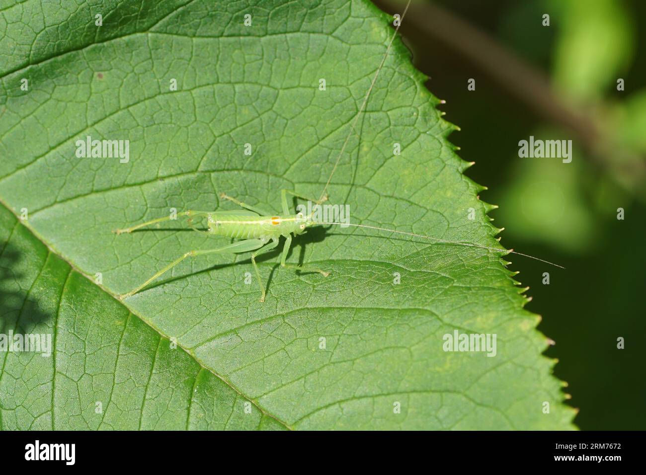 Southern oak bush cricket (Meconema meridionale). Subfamily ...