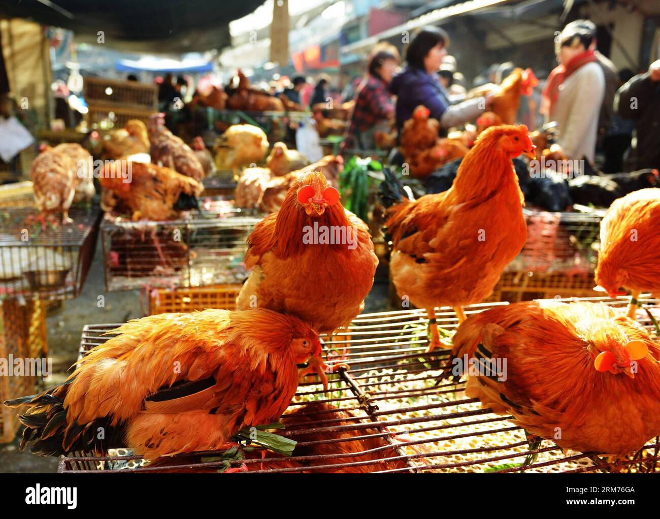 China hangzhou poultry hi-res stock photography and images - Alamy