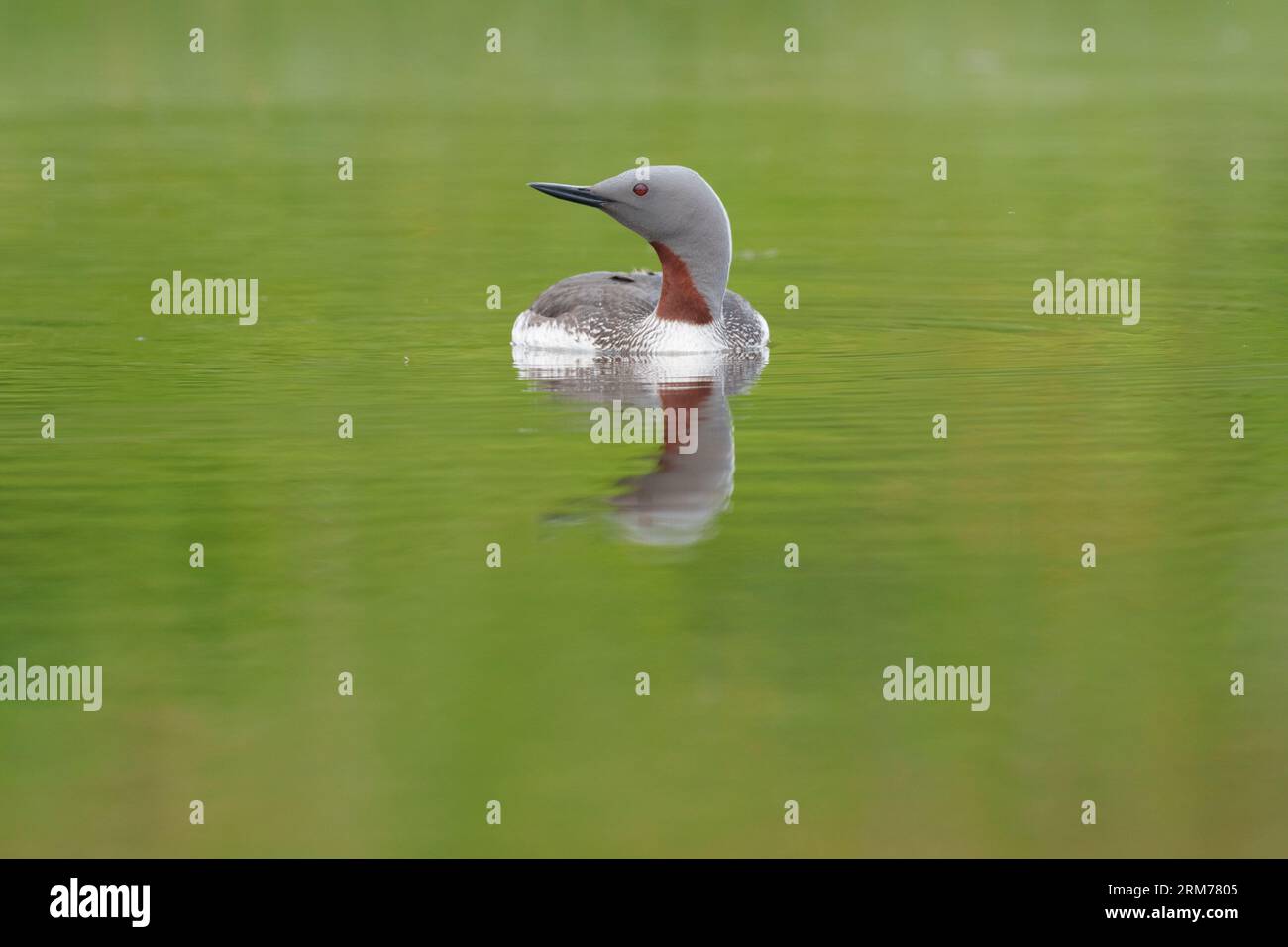 Red-throated diver, red-throated loon, swimming on pool with ...