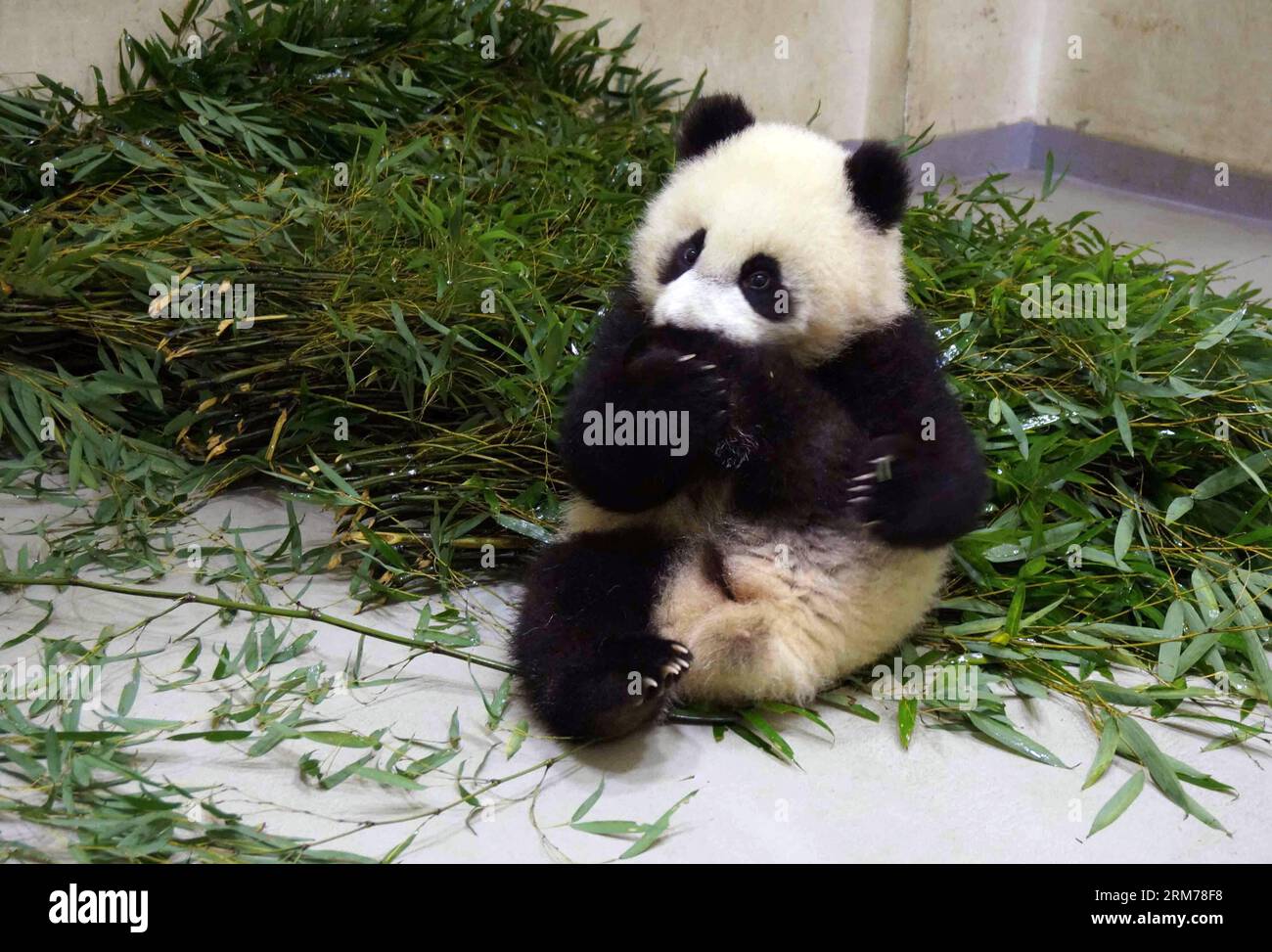 193 kilograms hi-res stock photography and images - Alamy