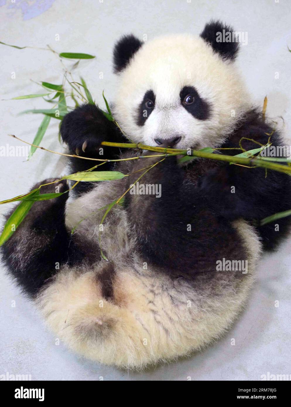 Giant panda cub Yuan Zai tries bamboo at the Taipei zoo in Tapei ...