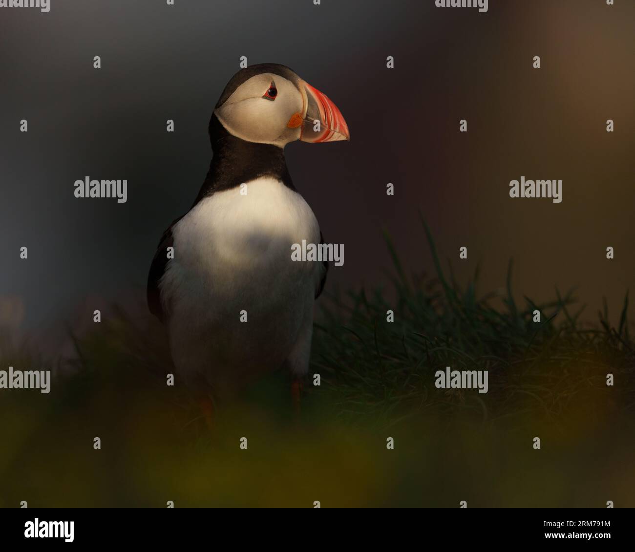 Puffin standing in golden light, Eastfjords, Iceland Stock Photo - Alamy