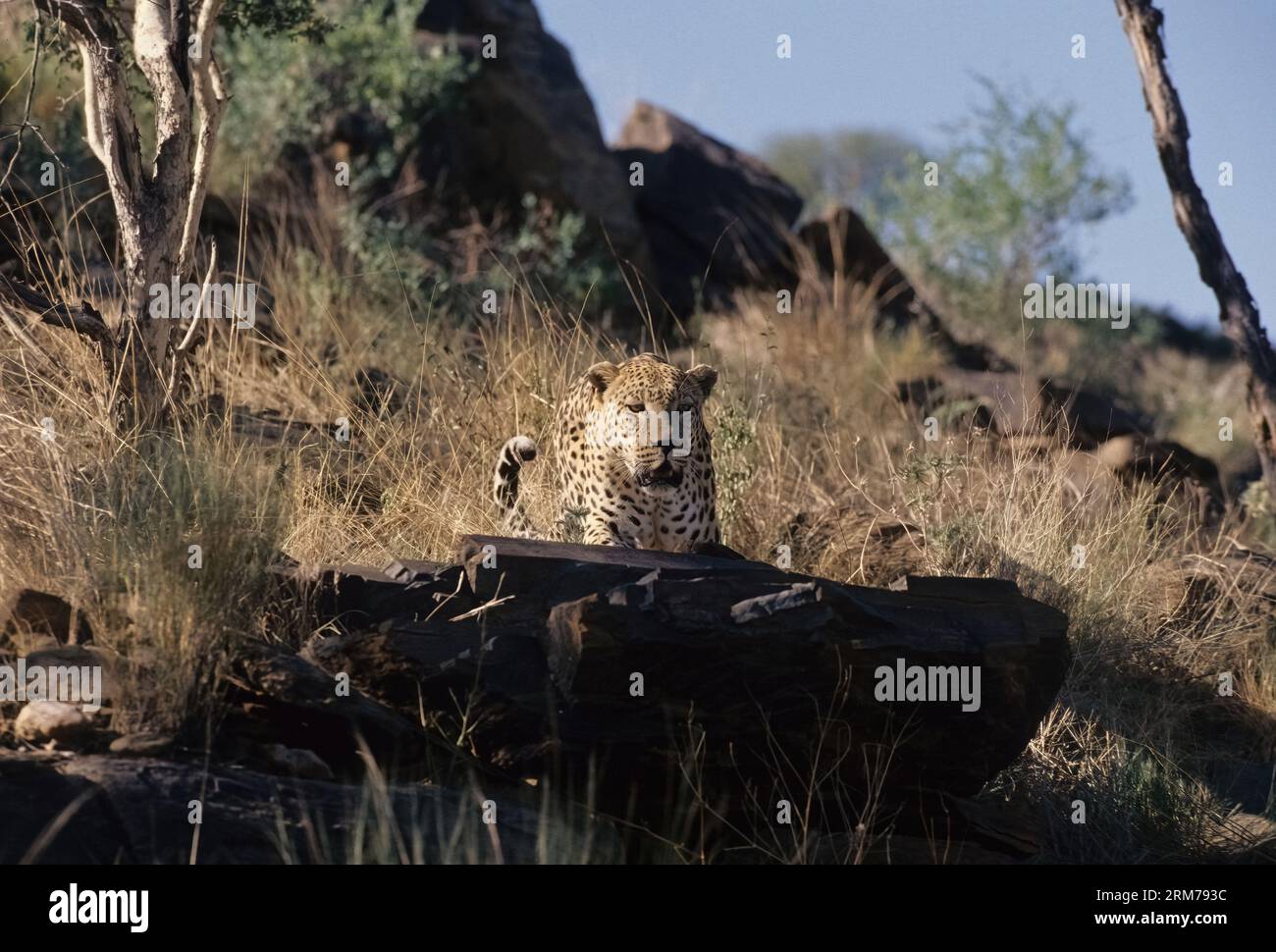 The African leopard (Panthera pardus pardus) is the nominate subspecies ...