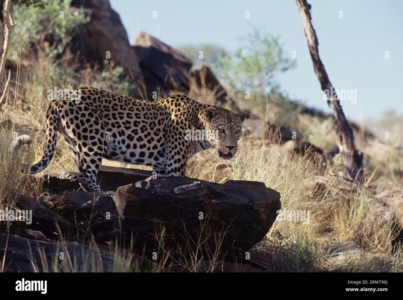 The African leopard (Panthera pardus pardus) is the nominate subspecies ...