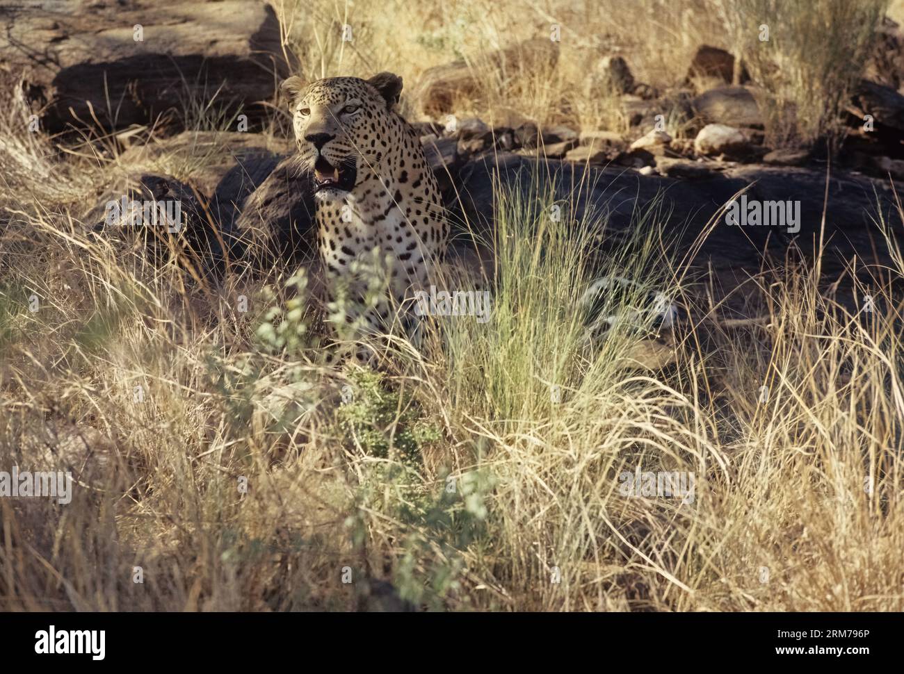 The African leopard (Panthera pardus pardus) is the nominate subspecies ...