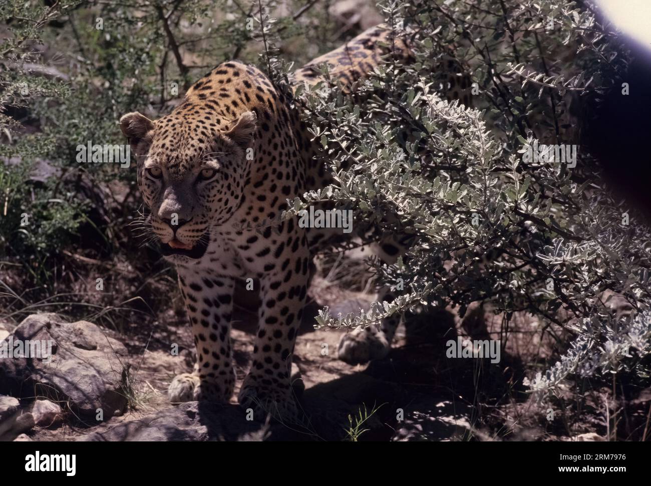 The African leopard (Panthera pardus pardus) is the nominate subspecies of the leopard, native ...