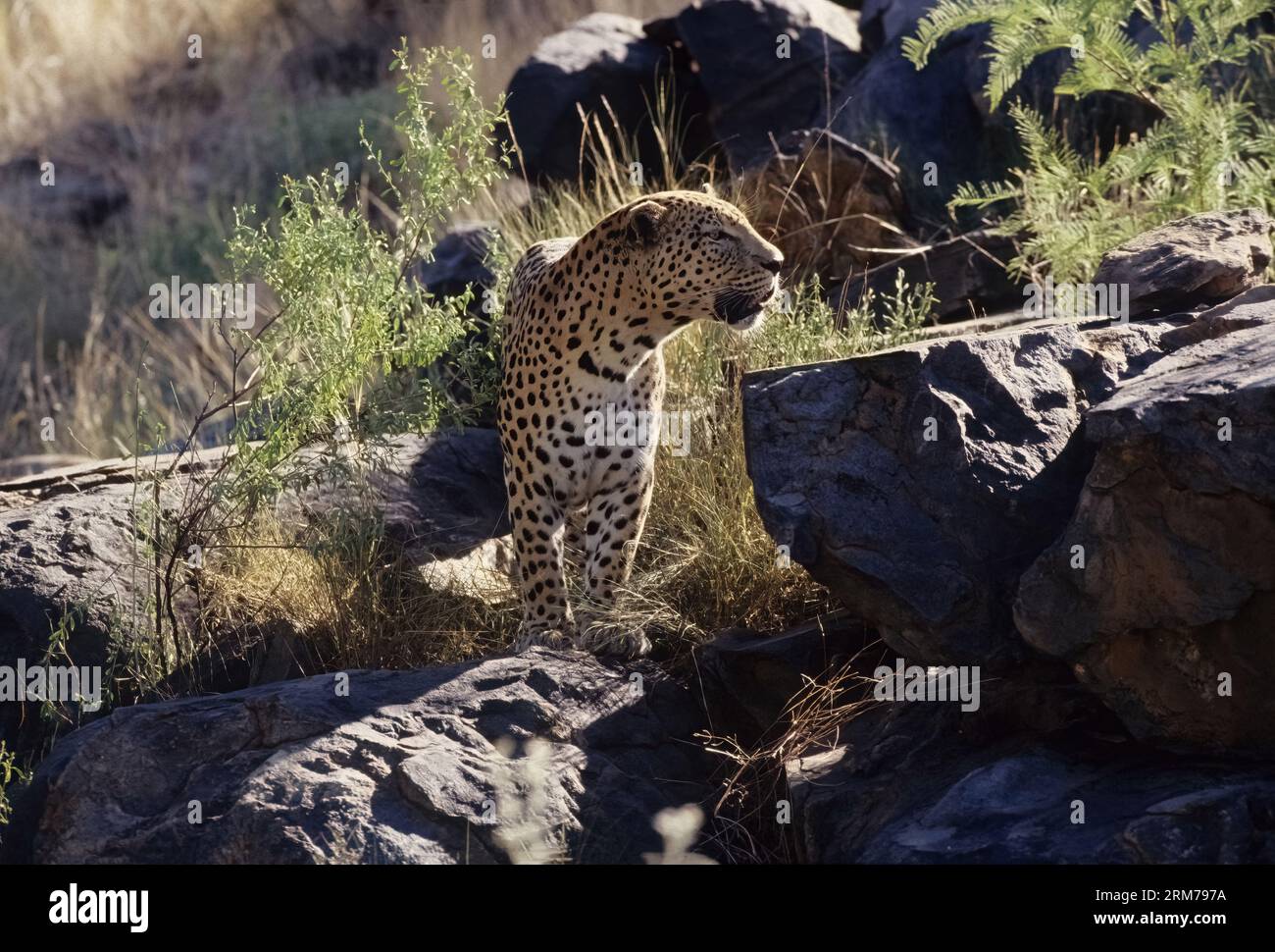 The African leopard (Panthera pardus pardus) is the nominate subspecies of the leopard, native ...