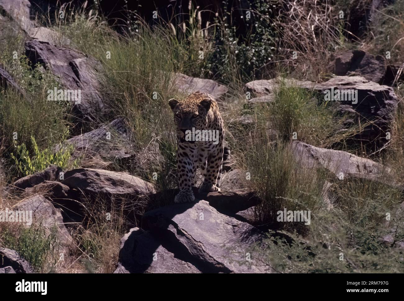 The African leopard (Panthera pardus pardus) is the nominate subspecies ...