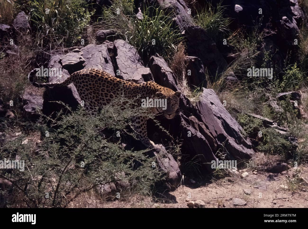 The African leopard (Panthera pardus pardus) is the nominate subspecies ...