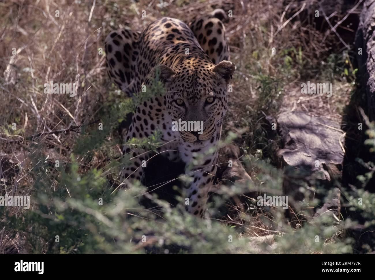 The African leopard (Panthera pardus pardus) is the nominate subspecies ...
