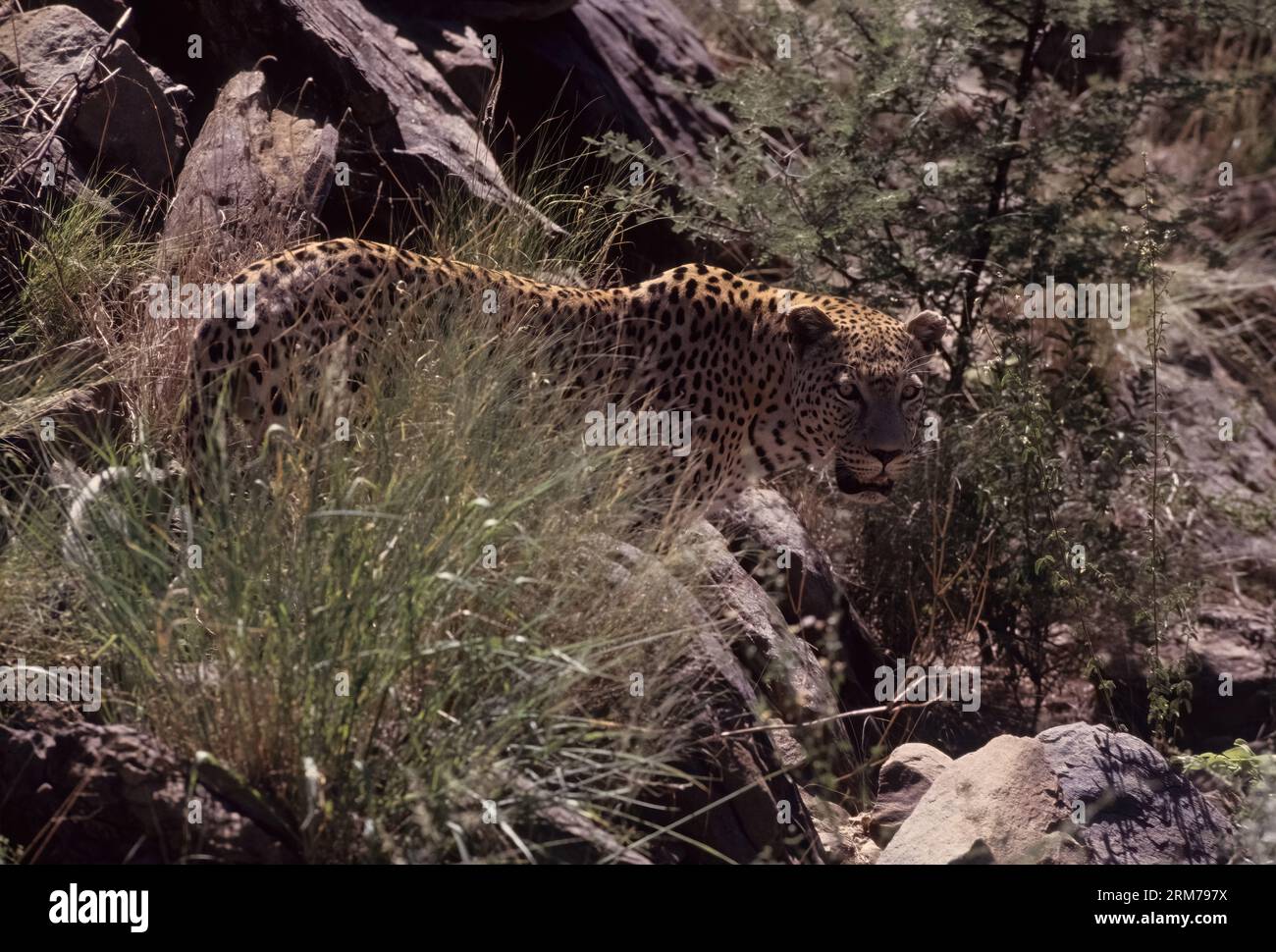 The African leopard (Panthera pardus pardus) is the nominate subspecies ...