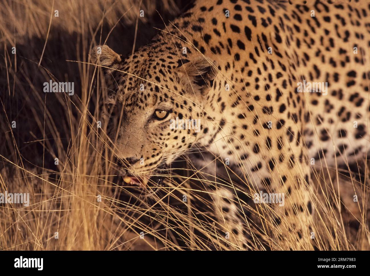 The African leopard (Panthera pardus pardus) is the nominate subspecies of the leopard, native ...