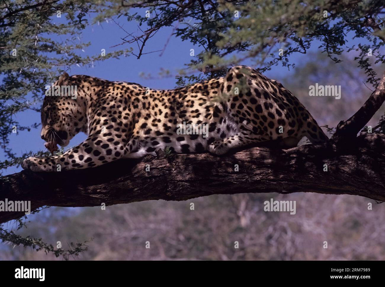 The African leopard (Panthera pardus pardus) is the nominate subspecies ...