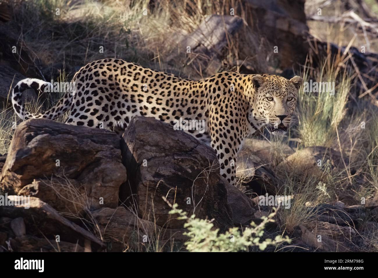 The African leopard (Panthera pardus pardus) is the nominate subspecies ...