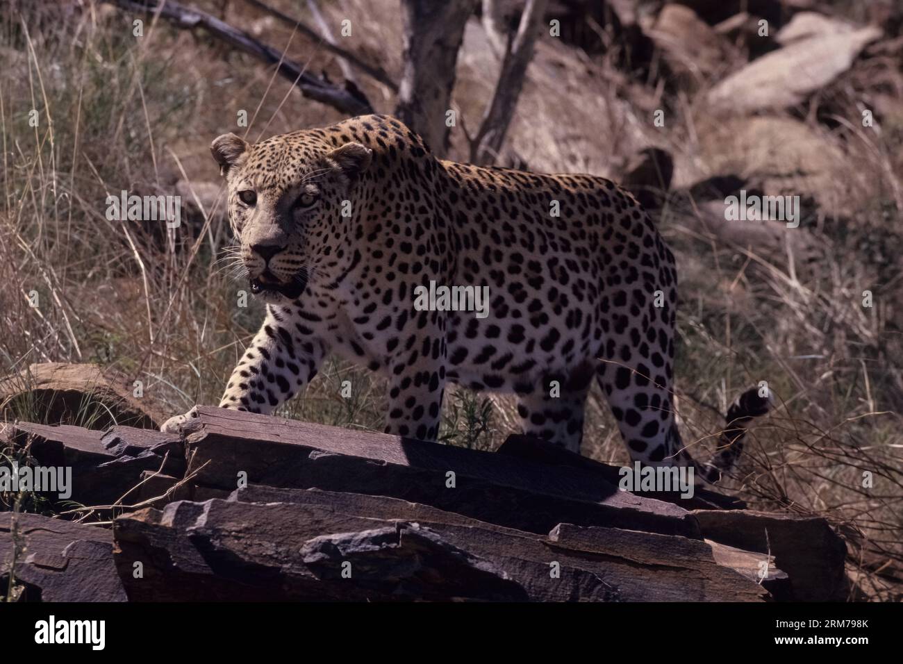 The African leopard (Panthera pardus pardus) is the nominate subspecies of the leopard, native ...