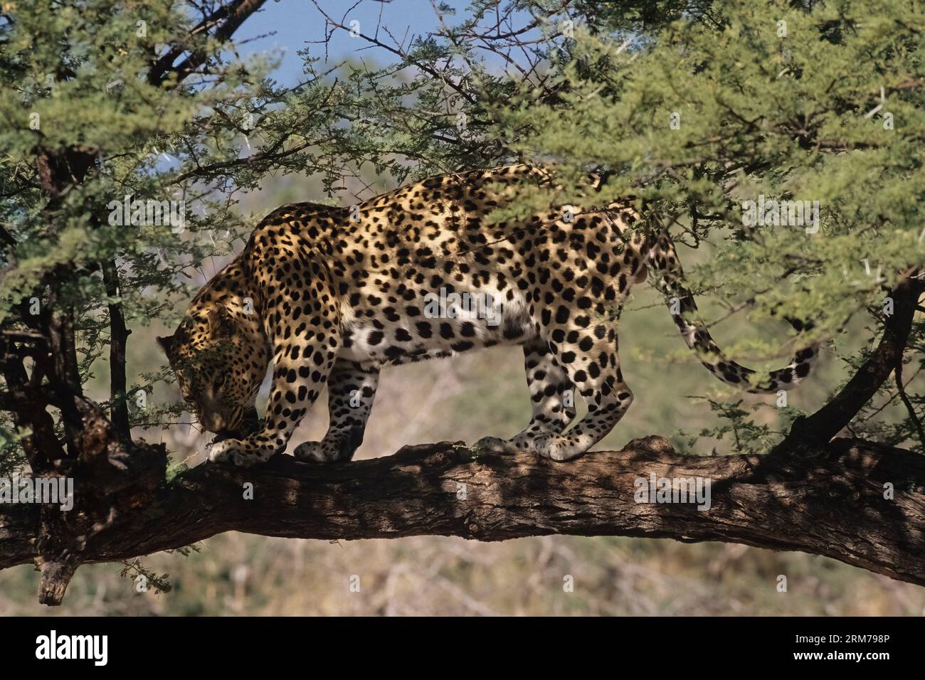 The African leopard (Panthera pardus pardus) is the nominate subspecies ...