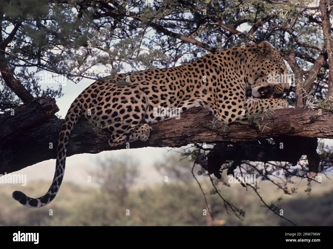 The African leopard (Panthera pardus pardus) is the nominate subspecies of the leopard, native ...