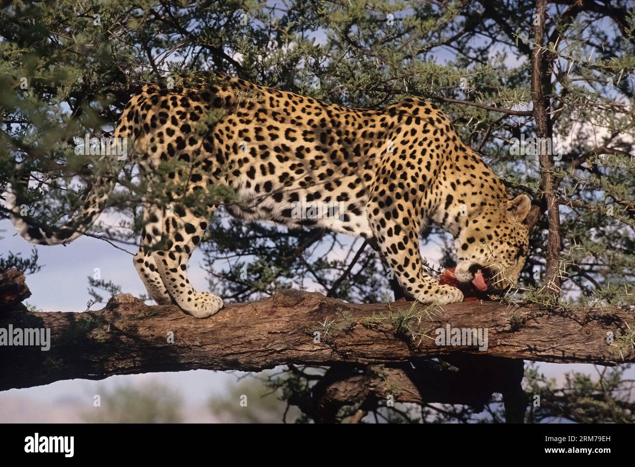 The African leopard (Panthera pardus pardus) is the nominate subspecies of the leopard, native ...