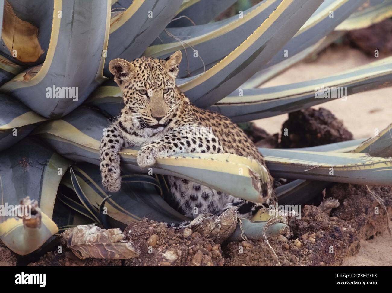The African leopard (Panthera pardus pardus) is the nominate subspecies ...