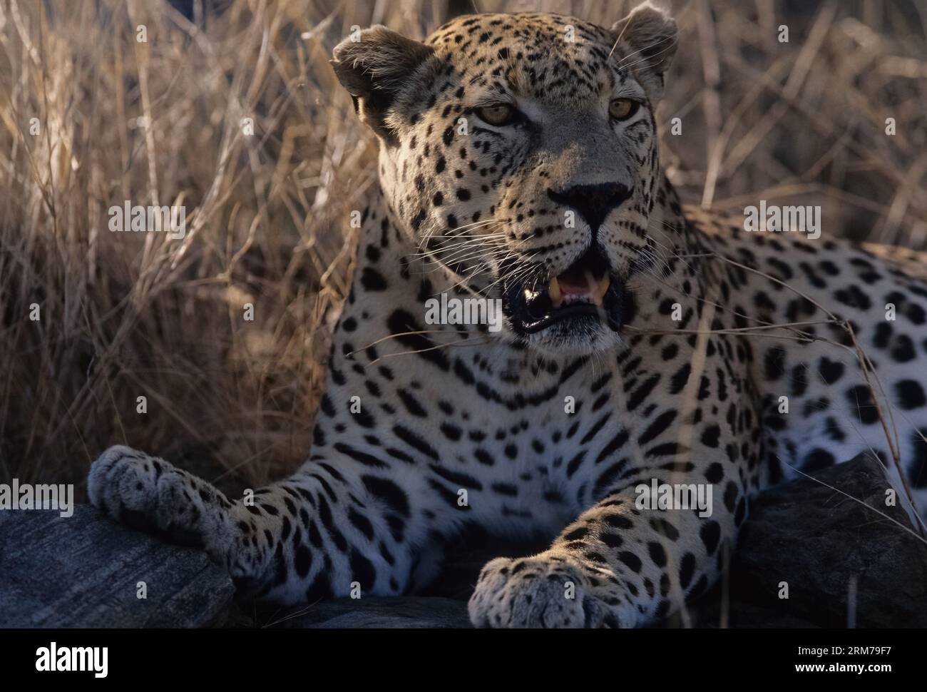 The African leopard (Panthera pardus pardus) is the nominate subspecies ...