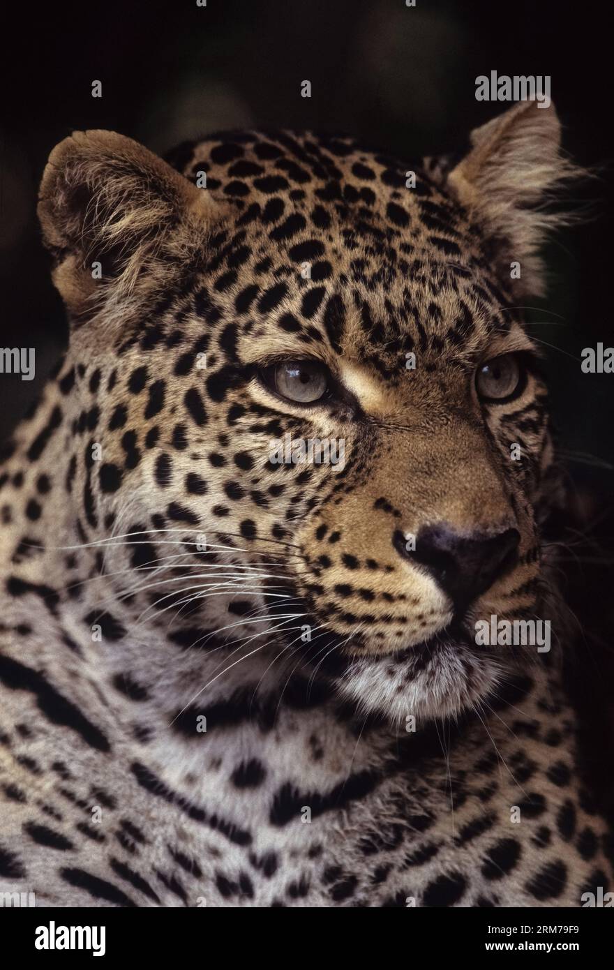 The African leopard (Panthera pardus pardus) is the nominate subspecies ...