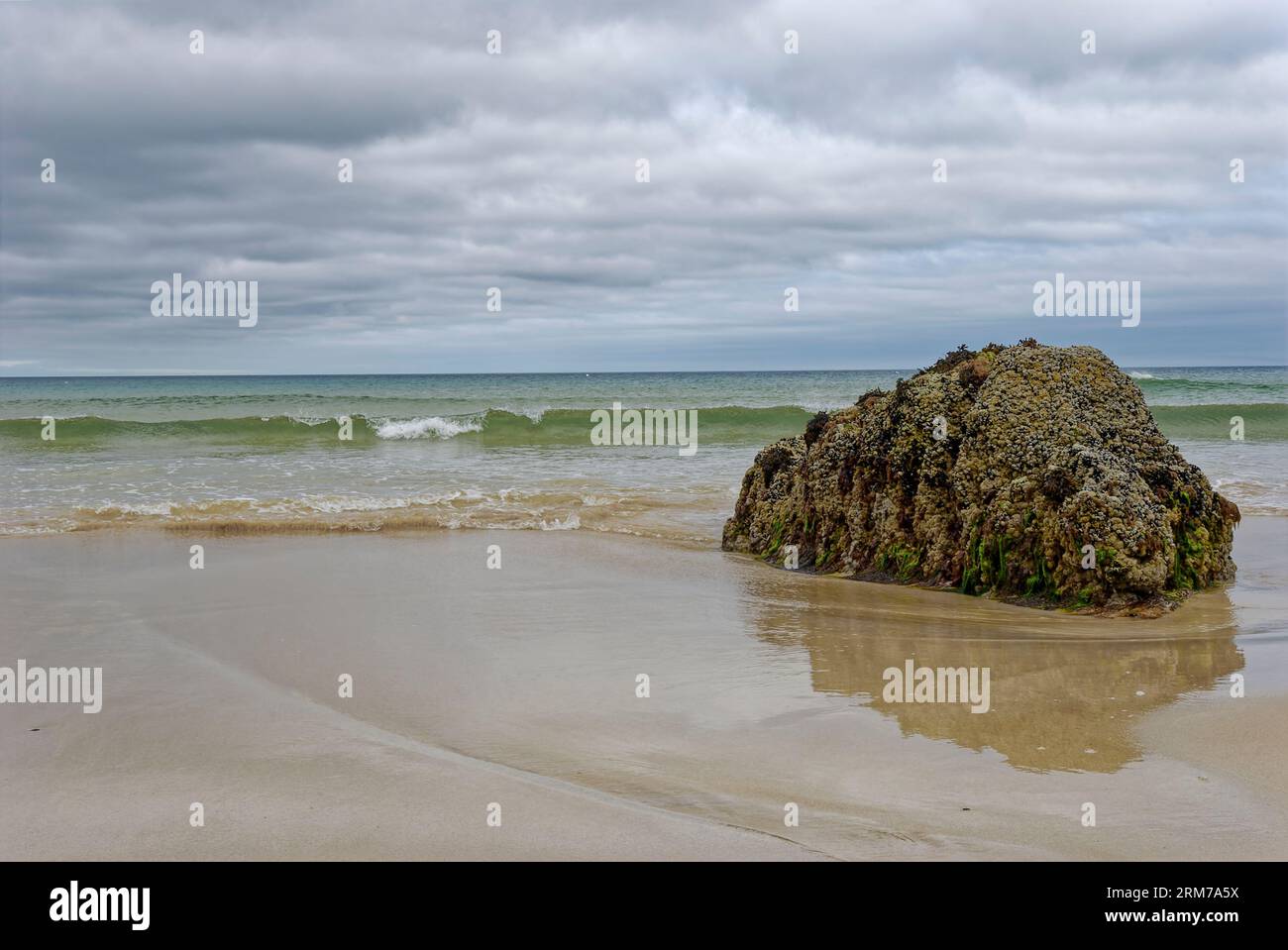 A barnacle and seaweed covered rocky outcrop exposed at low tide on ...