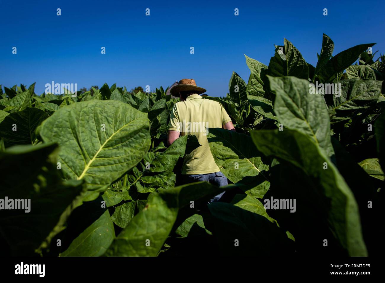 Tabakfarm hi-res stock photography and images - Alamy