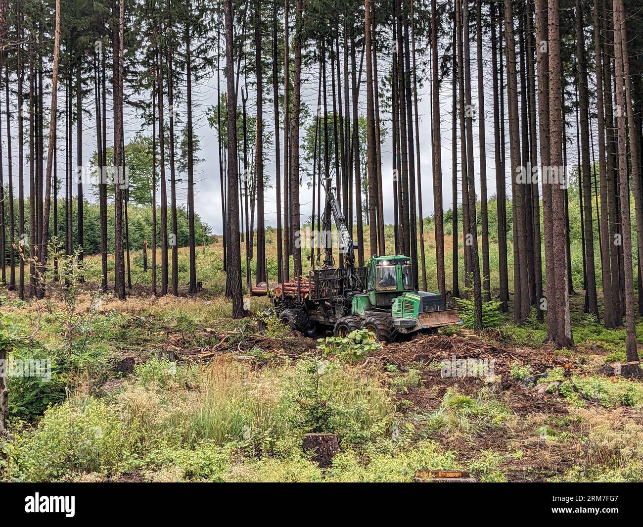 The harvester is working in the forest. Wood harvesting. Wood as a ...